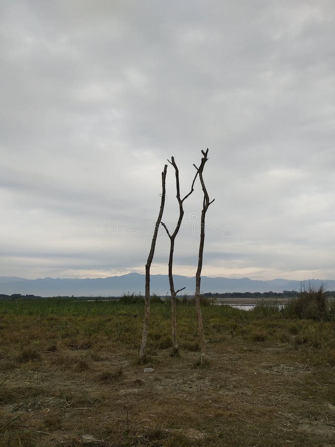 Three Tree in a Forest stock image. Image of three, winter - 176316041