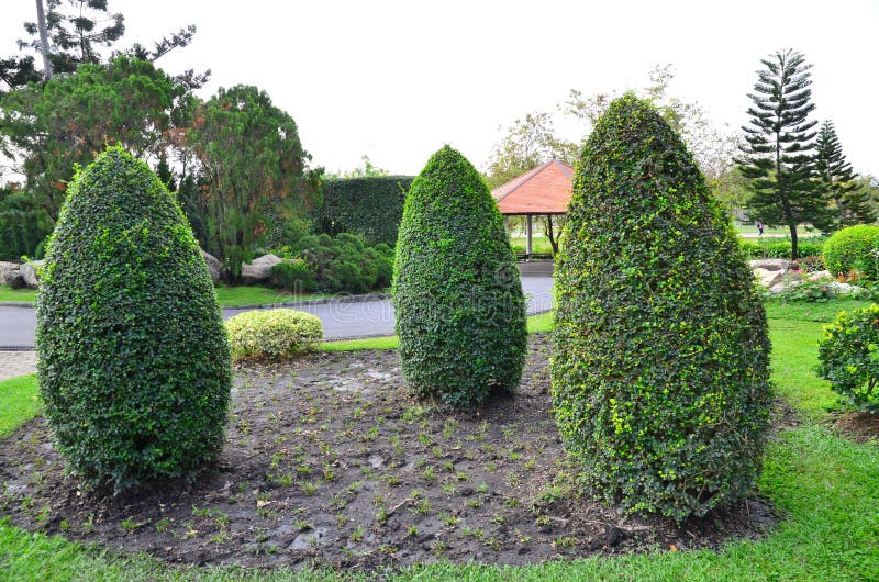Three tree stock photo. Image of green, stem, isolated - 87256310