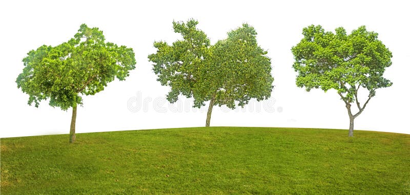 Three Tree Isolated on White Stock Photo - Image of leaf, trunk: 190423220