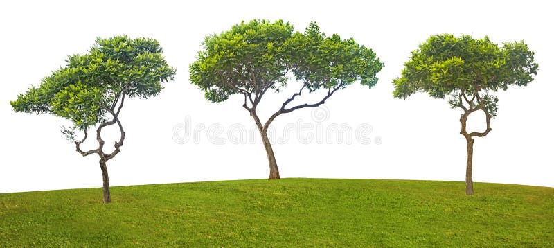Trees Isolated on White Background Stock Image - Image of foliage ...