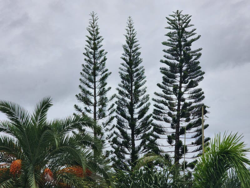 Three Tree Pinus stock image. Image of pinus, three - 266387787