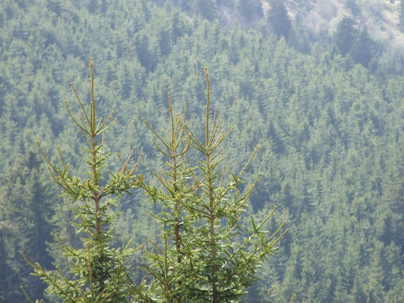 Tree trio stock image. Image of pine, tree, landscape - 105067183