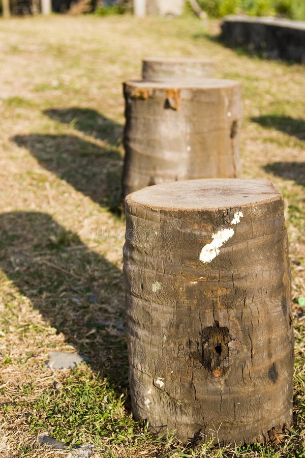 Tree stumps stock photo. Image of background, line, nature - 229610020