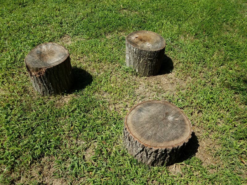 Three tree stumps stock image. Image of tree, wood, seat - 5107993