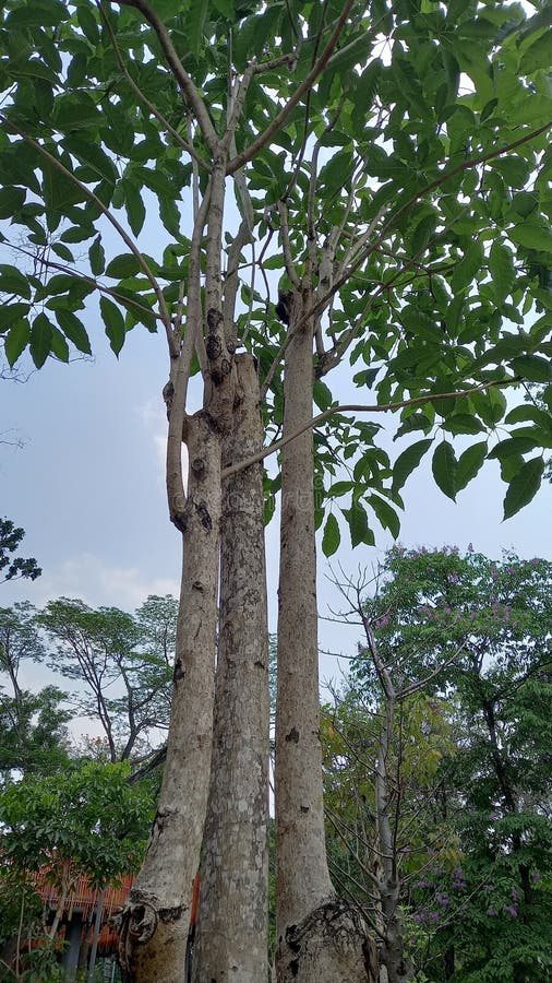 Three tree stock photo. Image of tree, produce, garden - 318643398