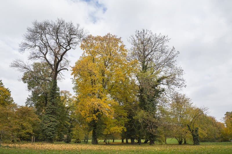 Three Tree in Th Park in the Fall with Foliage Stock Photo - Image of ...