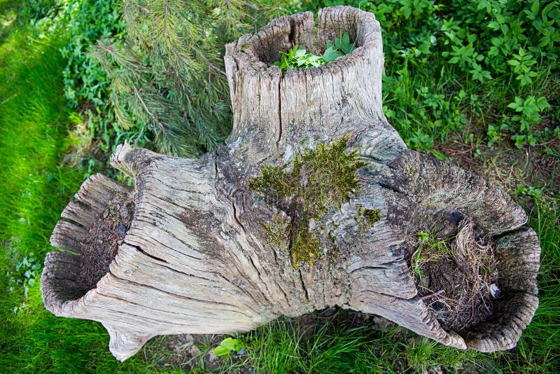 Triple Trunks of Tree in the Park Stock Photo - Image of winter, season ...