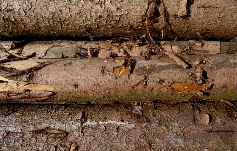 Three tree trunks stock photo. Image of tree, industry - 58656338