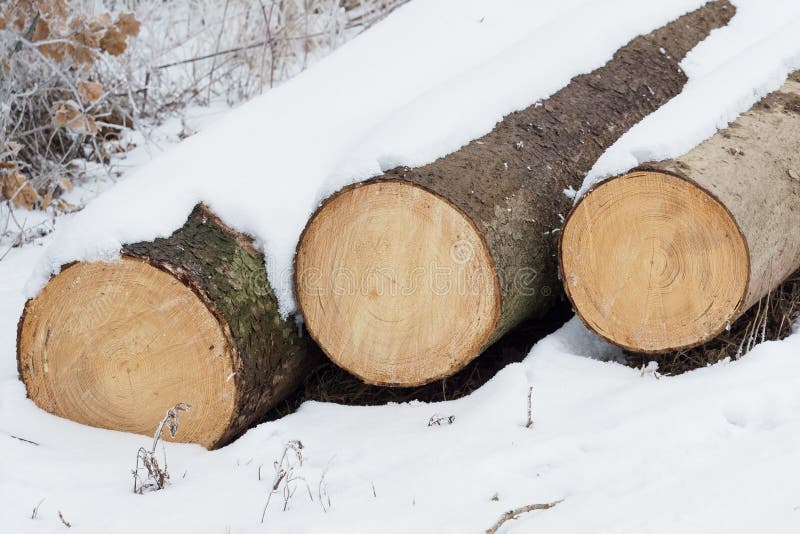 Three tree trunks stock photo. Image of snowy, covered - 116483714