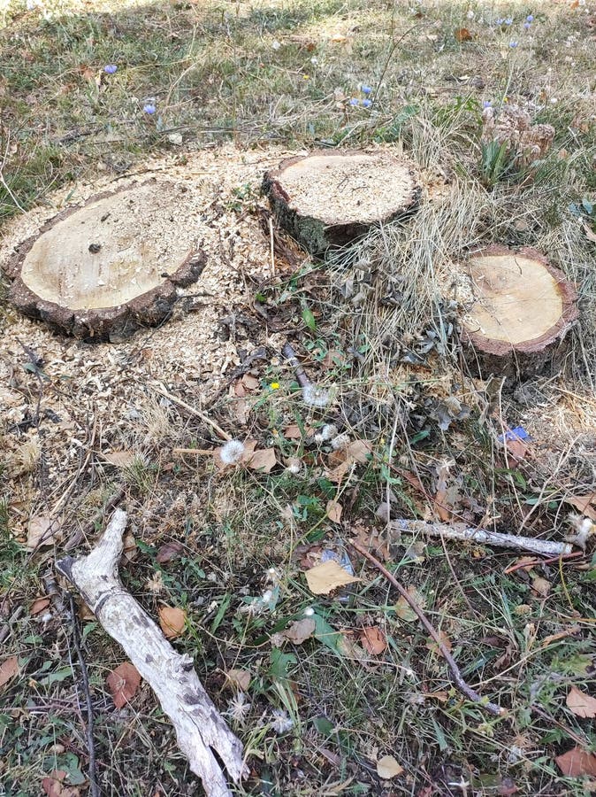 Three Tree Trunks of Felled Trees Stock Image - Image of felled ...