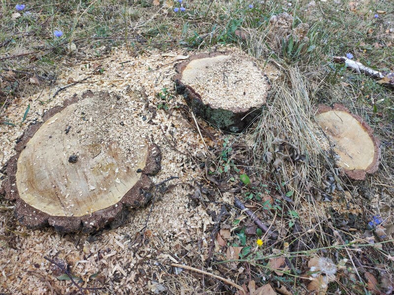 Three Tree Trunks of Felled Trees Stock Image - Image of ecology ...
