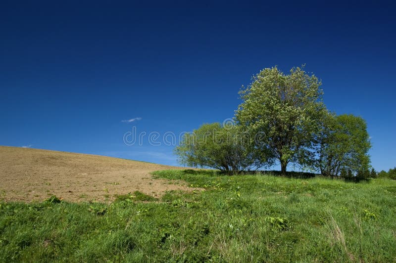 Three trees stock photo. Image of landscape, blue, grass - 11654480