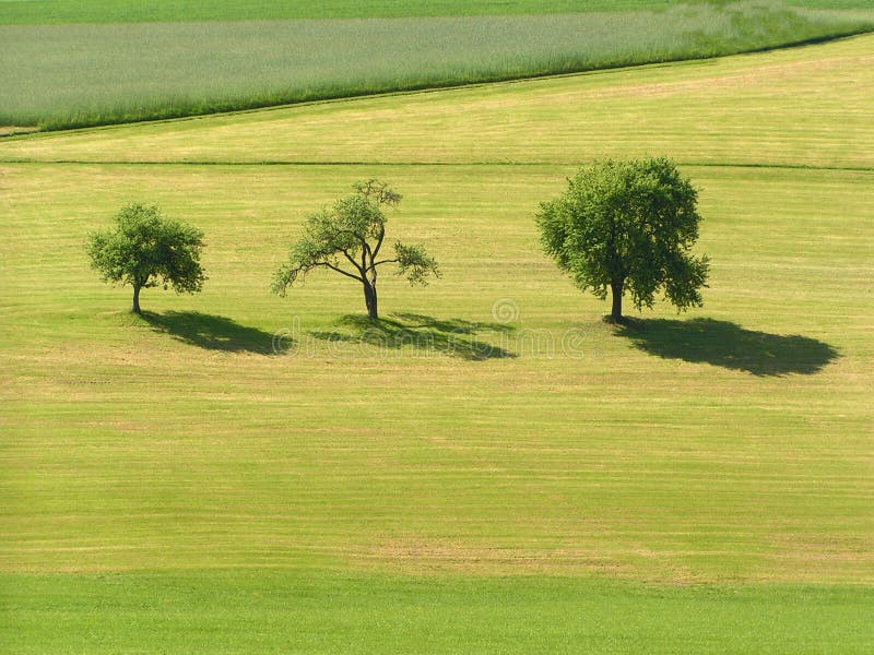 Three Trees stock photo. Image of flora, ground, meadow - 11799788