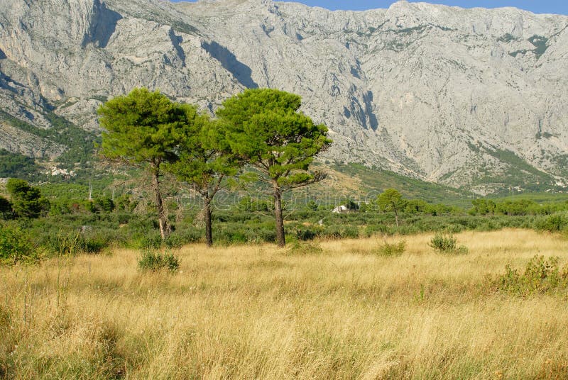 Three Trees Picture. Image: 1241475