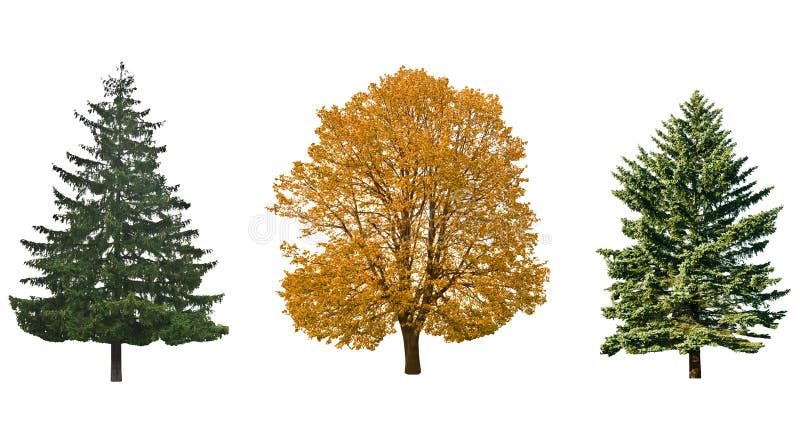 Three trees on white stock photo. Image of spruce, conifer - 11361176