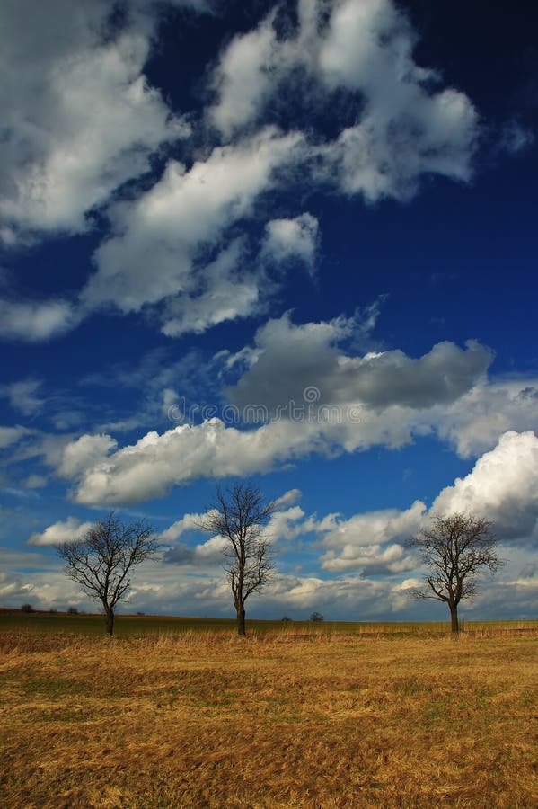 Three trees stock photo. Image of lawn, backdrop, cloud - 1892986