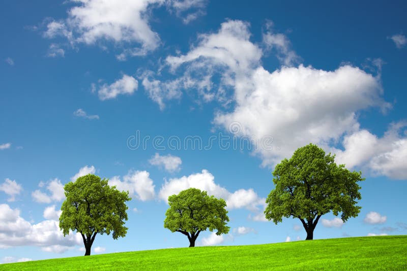Three Trees stock photo. Image of grass, line, isolated - 6272742