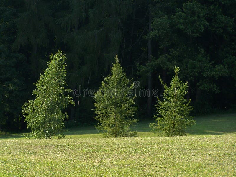 Three trees stock photo. Image of figure, focus, beautiful - 23889828