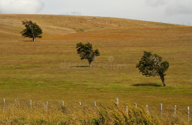 Three trees on a field stock image. Image of horizon - 26203097