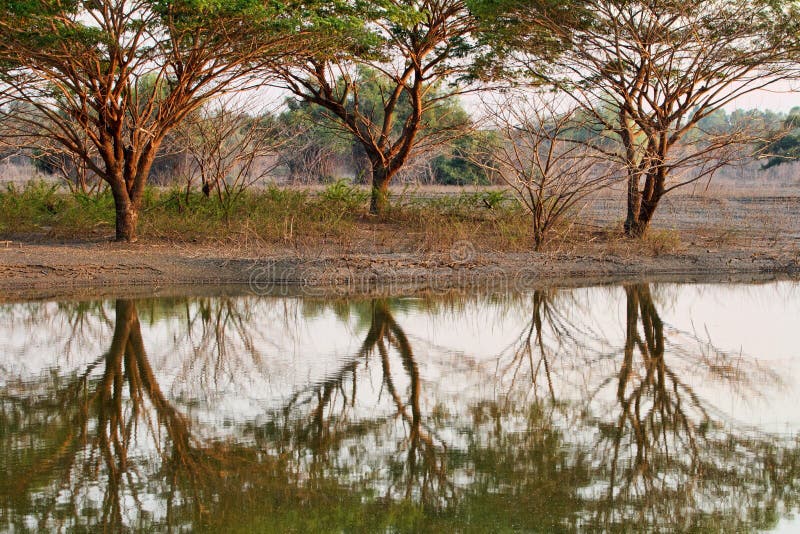 Three Trees stock image. Image of lake, sunset, leaf - 26749411