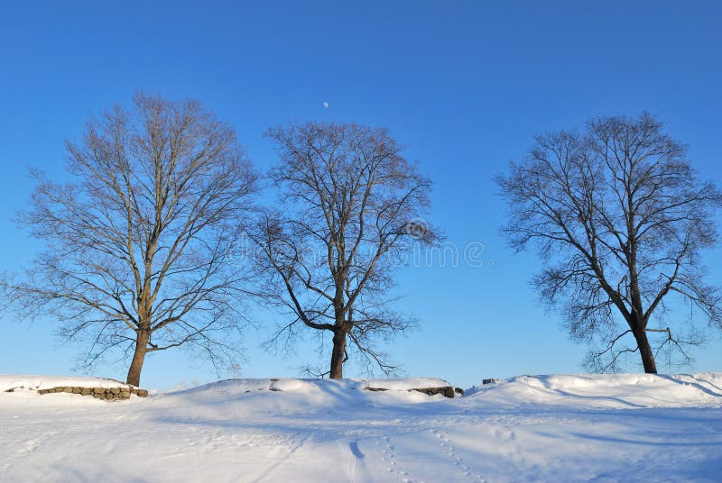 Three Trees stock image. Image of branch, bright, snow - 28592419