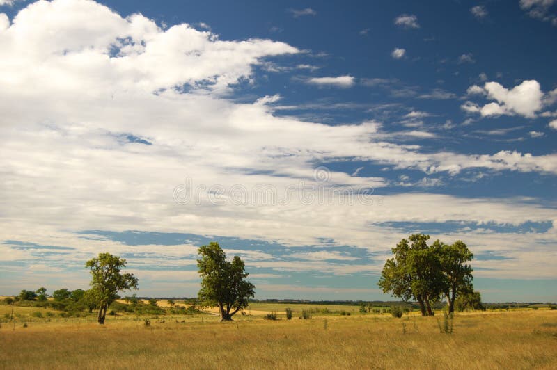 Three trees stock image. Image of outdoor, tree, landscape - 416825