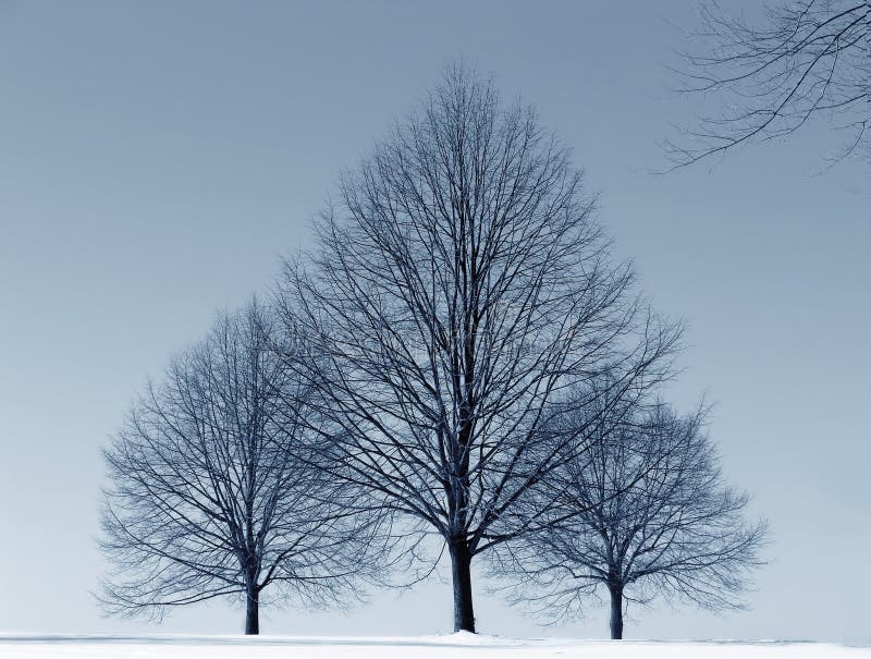 Three Trees stock image. Image of pennsylvania, snow, christmas - 439679