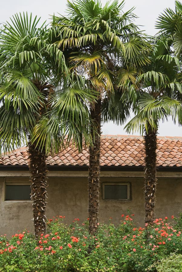 Three trees stock image. Image of trees, house, outdoor - 8937541