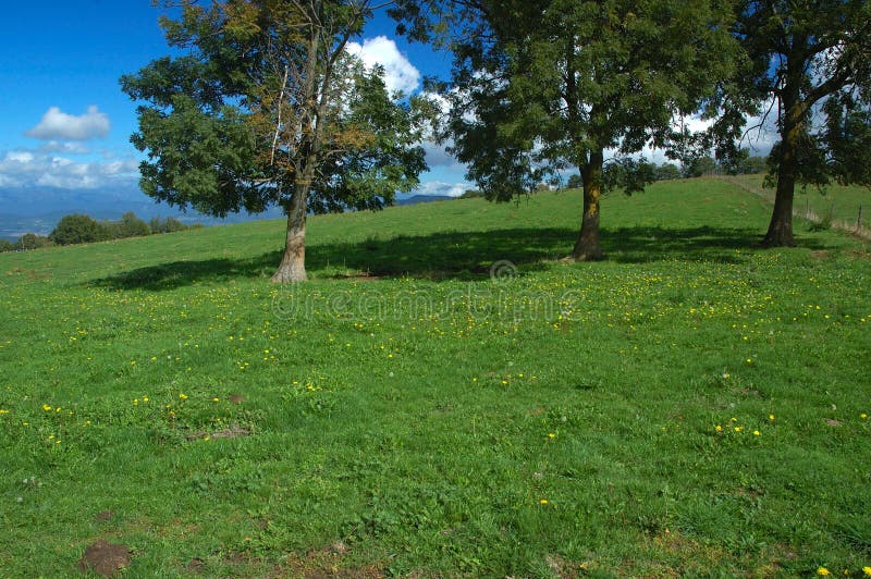Three trees stock image. Image of life, landscape, tree - 893815