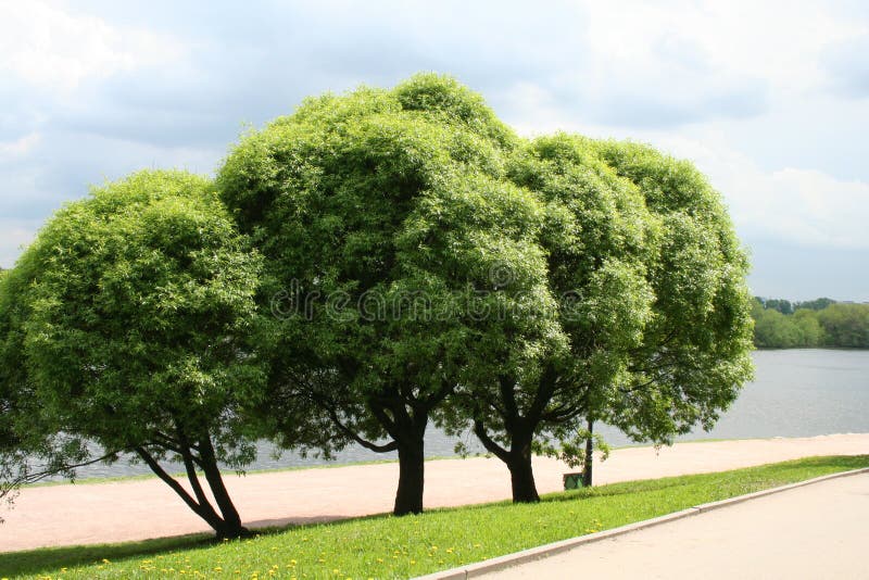 Three trees. stock photo. Image of flora, river, nature - 936862