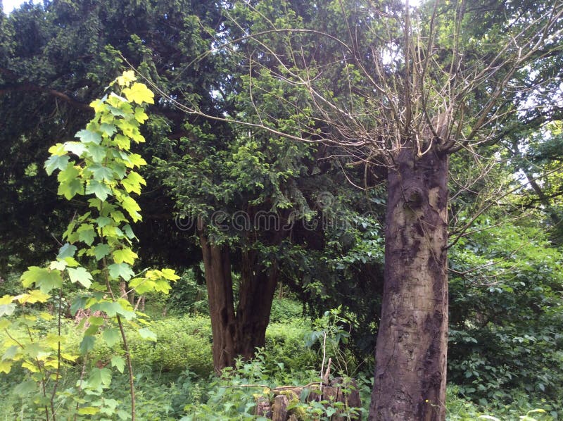 Three Trees stock image. Image of leafless, greens, lifeless - 43799607