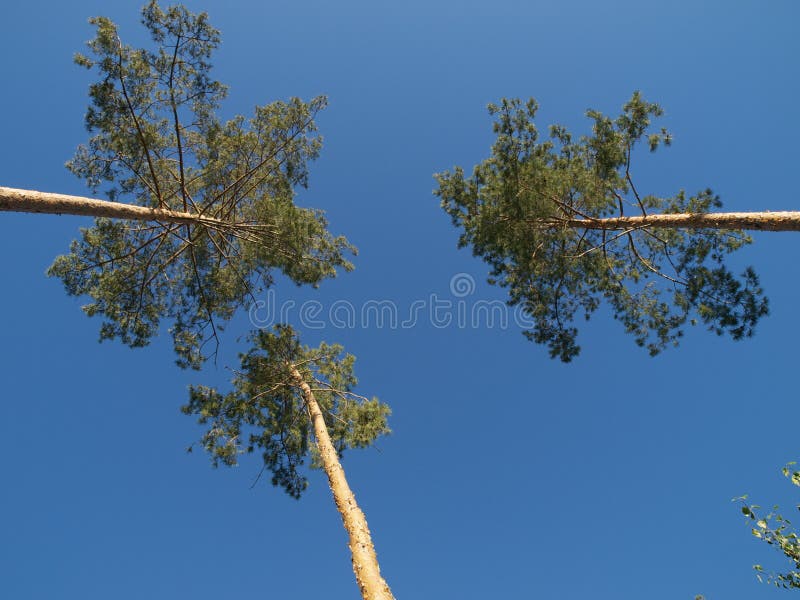 Three trees stock photo. Image of background, daylight - 87584908