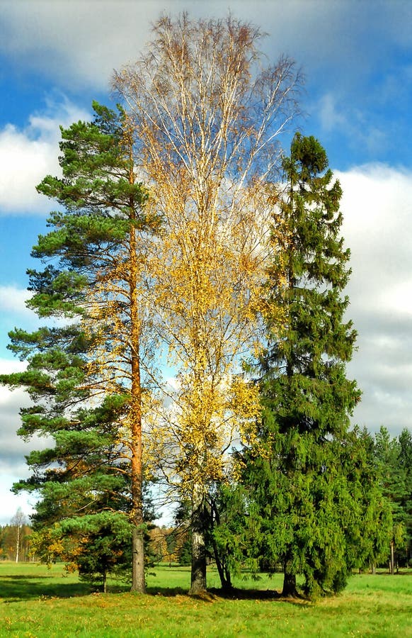 Three trees close-up stock image. Image of park, sunshine - 6548785