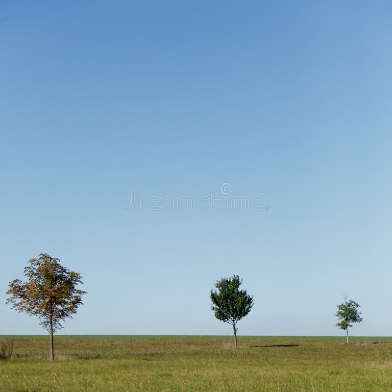 Three trees in countryside stock photo. Image of outdoors - 21658936