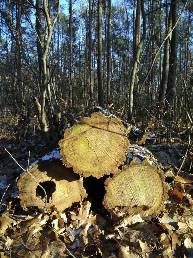 Three trees cut down stock image. Image of snow, garden - 139873053