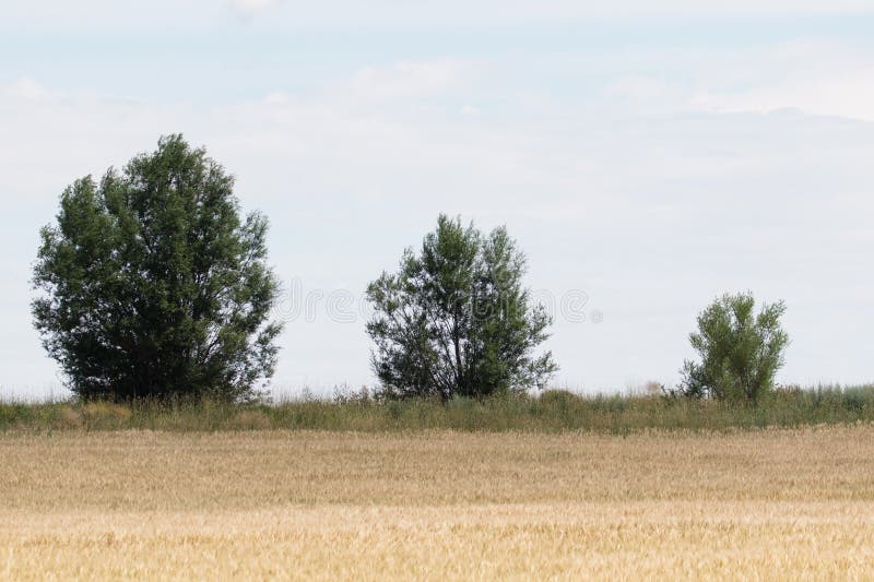 Three Trees of Different Sizes Stock Image - Image of sizes, nature ...