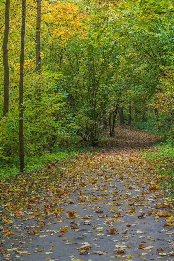Three Trees at the Edge of the Park Track in the Fall Stock Photo ...