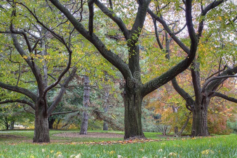 Three trees in fall stock image. Image of environment - 62612227