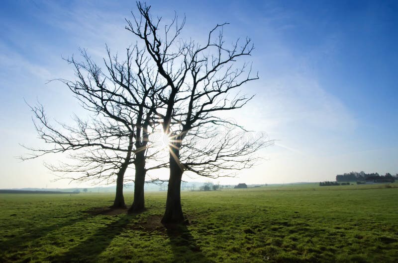 Three Trees with Sun II stock image. Image of early, outdoors - 2564673