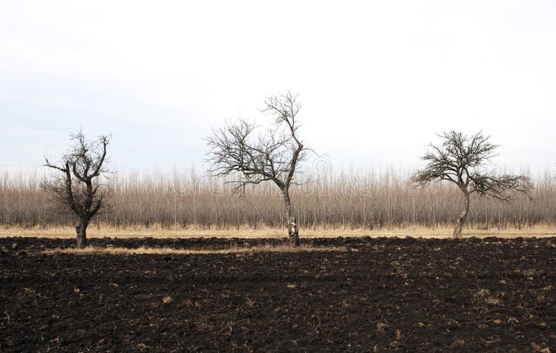 Three trees - RAW format stock photo. Image of countryside - 66555408