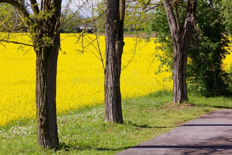 Three Trees and a Field of Yellow Flowers Stock Image - Image of branch ...
