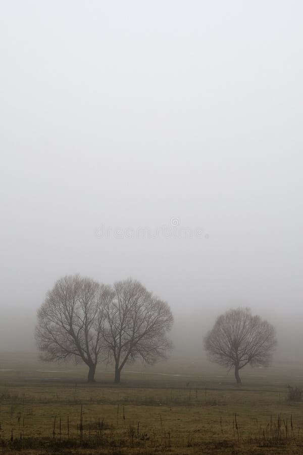 Three trees in the fog stock image. Image of outdoors - 38726091