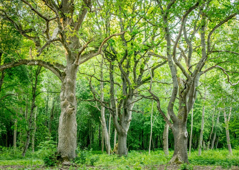 Three trees in a forest stock photo. Image of three - 127308892