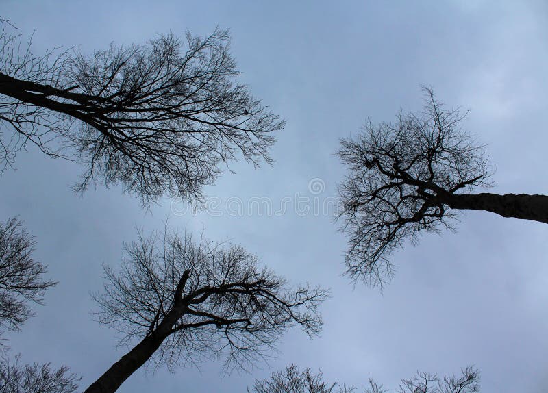 Three trees in a forest stock photo. Image of winter - 105793418