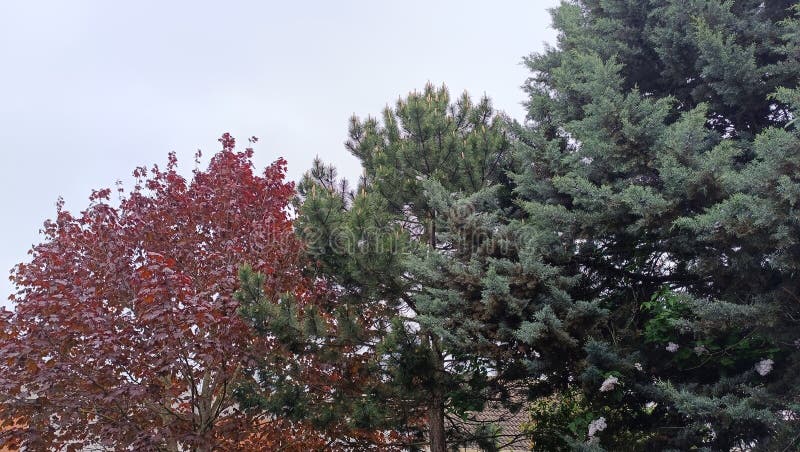 Tricolor Tree stock image. Image of tree, colors, flower - 321564719