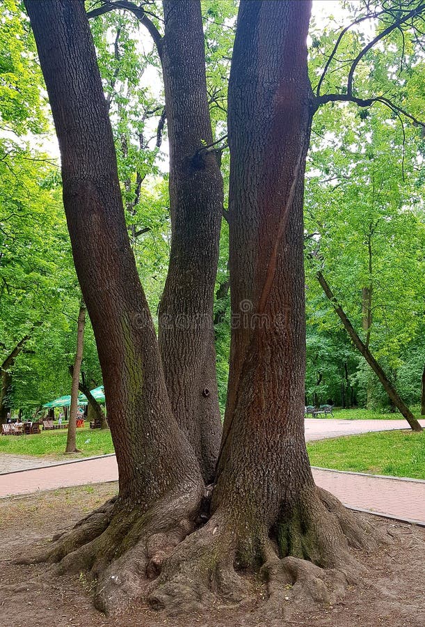 Three Trees that Have Intertwined Roots and Give the Impression that ...