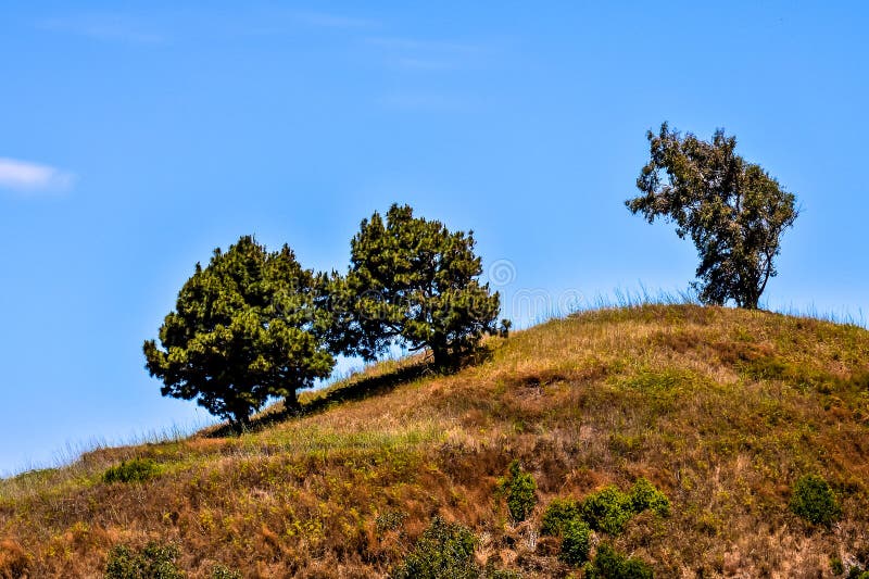 Three Trees are on a Hillside, with One Tree in the Foreground Stock ...