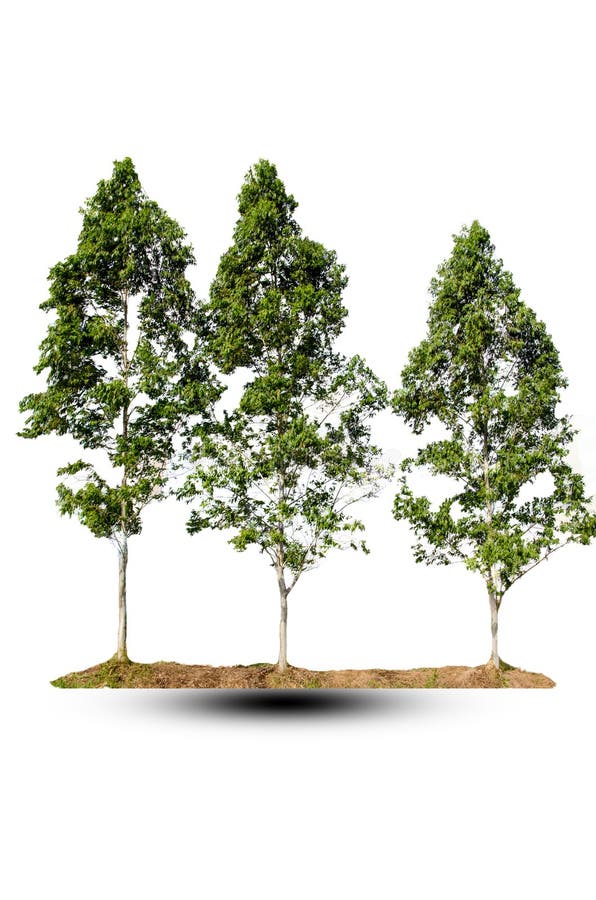 Beautiful Evergreen Fir Trees on White Background, Collage. Banner ...