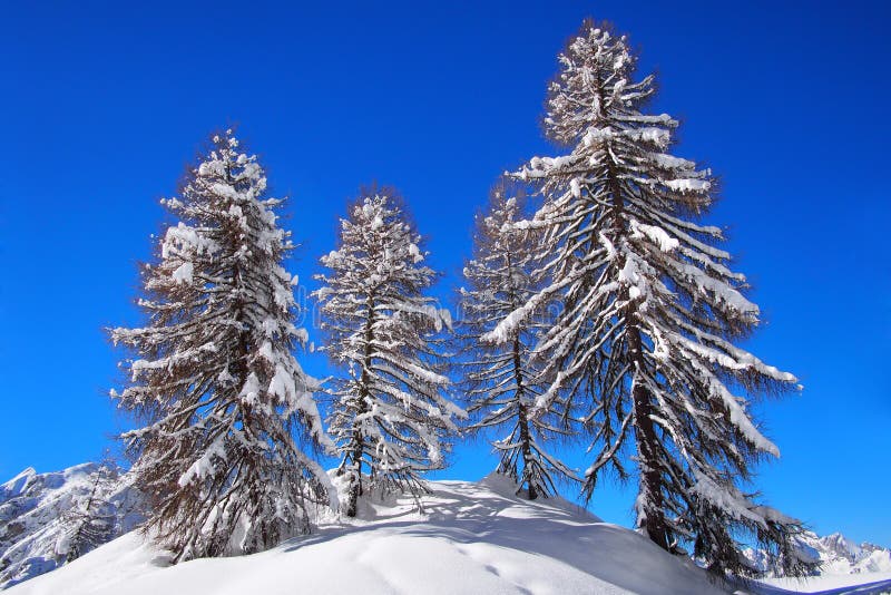 Three trees stock image. Image of landscape, melt, winter - 40999279