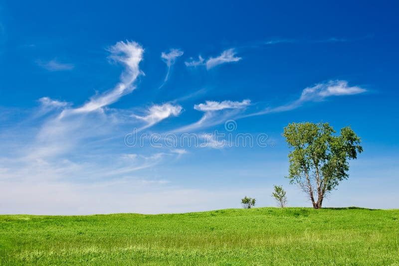Three Trees Landscape Picture. Image: 9538717